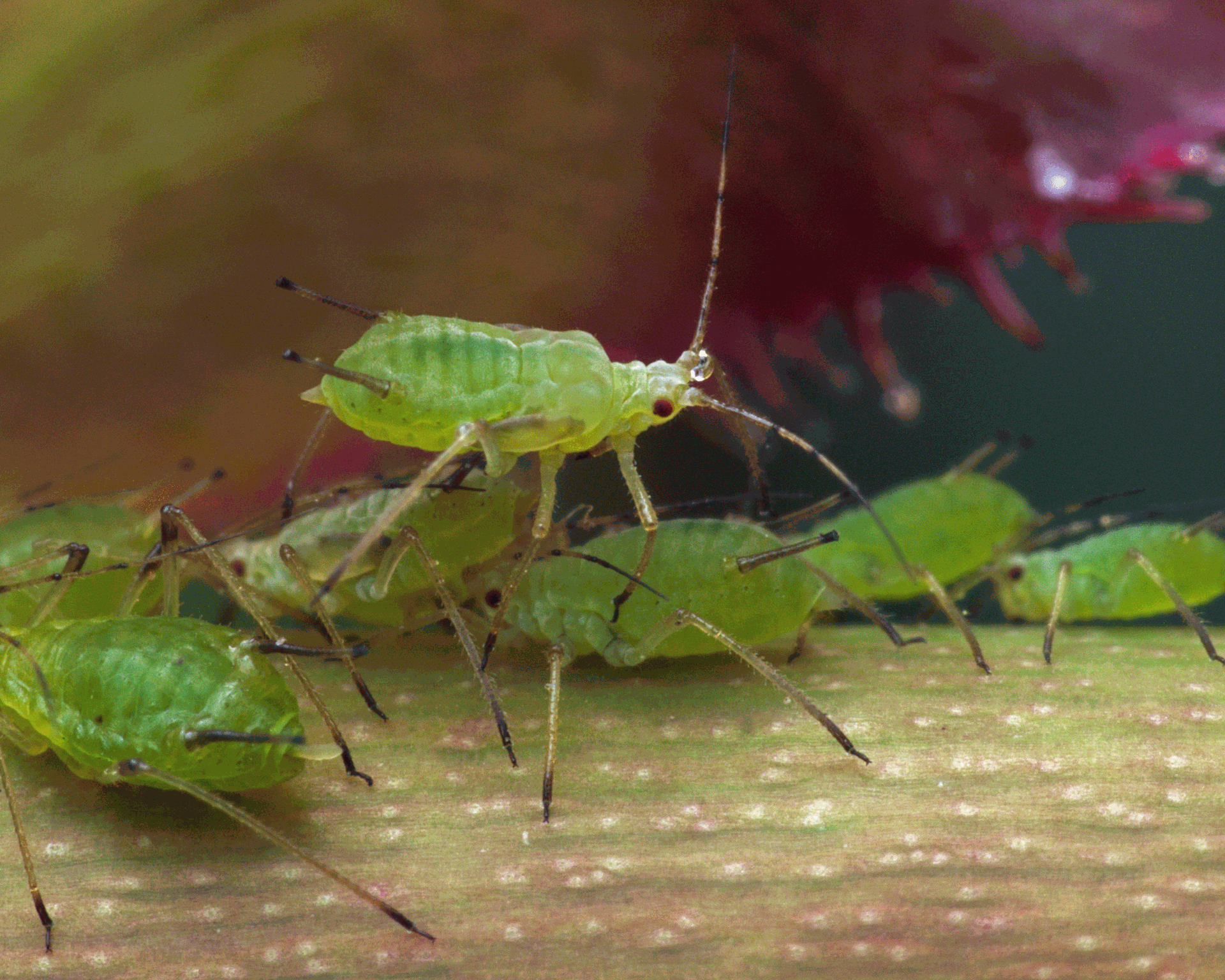 Lutter contre les pucerons : méthodes naturelles et efficaces